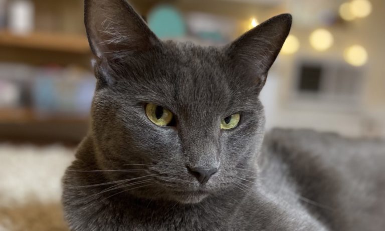 The most disgusting cookie I’ve ever baked – Boyds’ Nest News